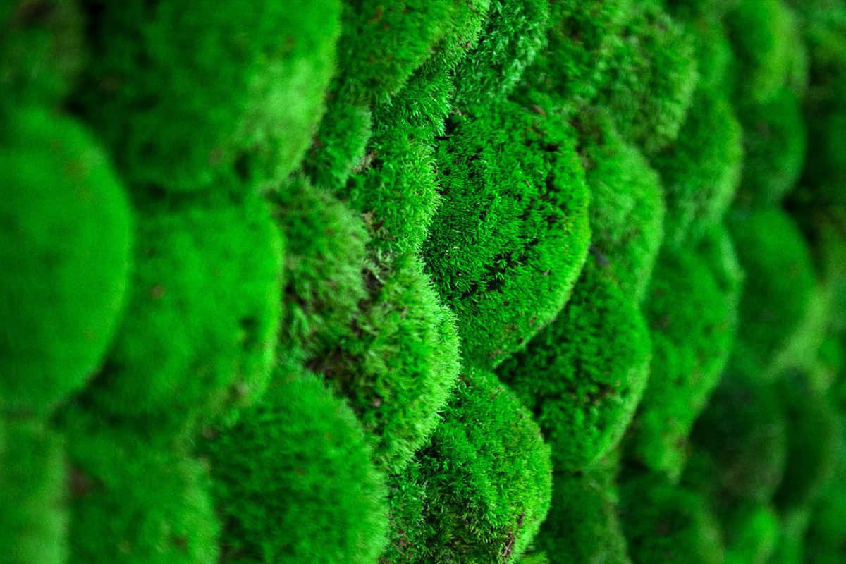 Mossa inomhus med luftrenande egenskaper - Greenworks