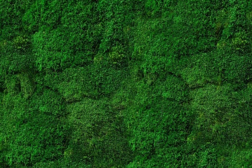 Moss walls - Greenworks