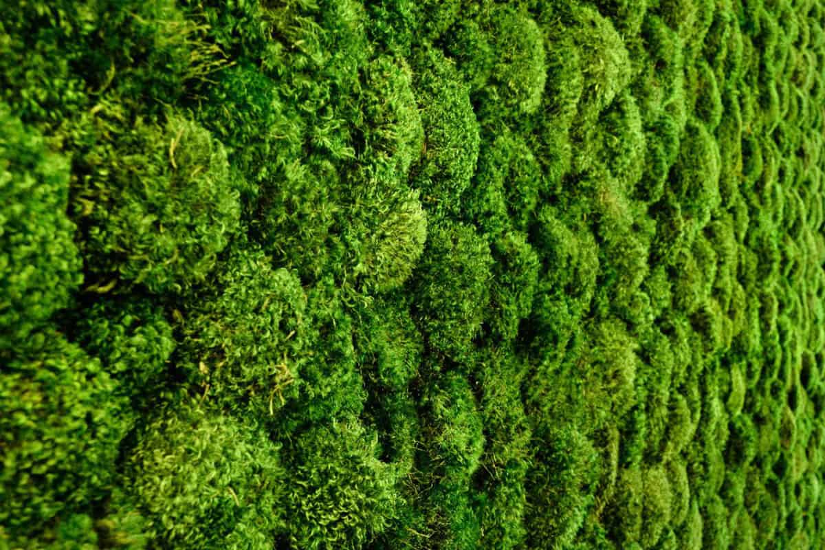 Moss walls - Greenworks