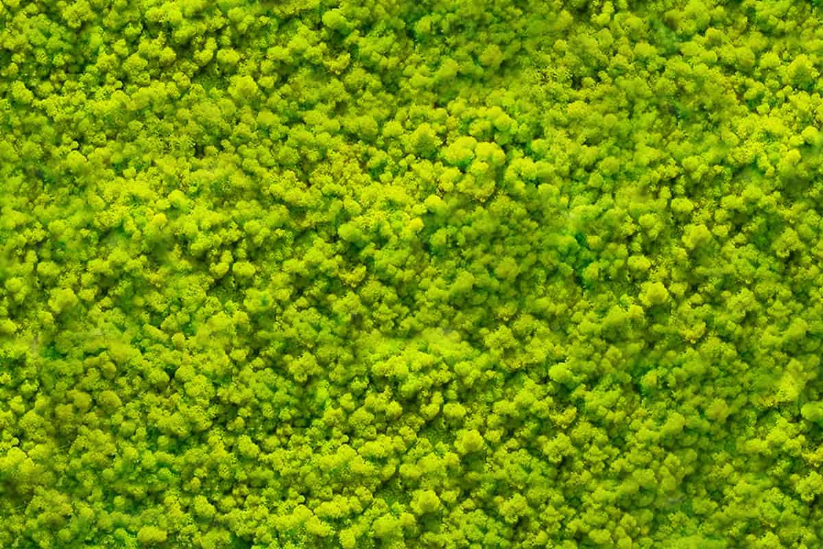 Mossa inomhus med luftrenande egenskaper - Greenworks